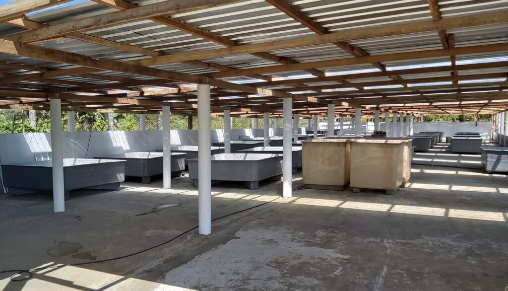 Contract Farming - Fresh Water Prawn Mauritius