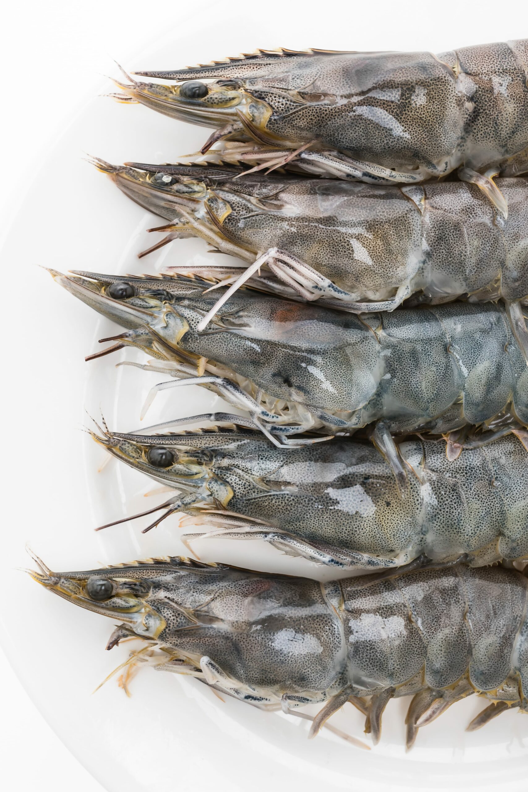 Consultancy - Fresh Water Prawn Mauritius