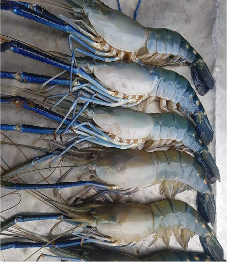 Fresh Water Prawn Mauritius