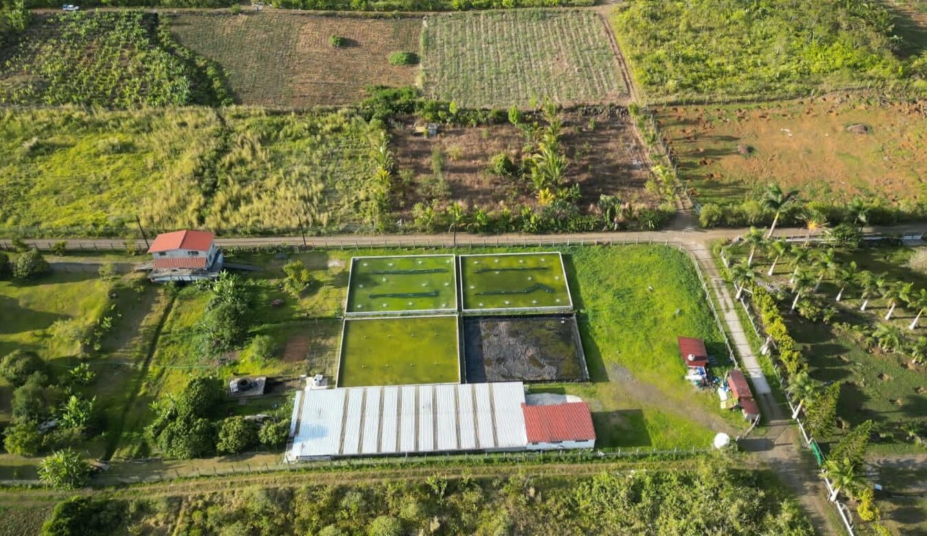 Contract Farming - Fresh Water Prawn Mauritius