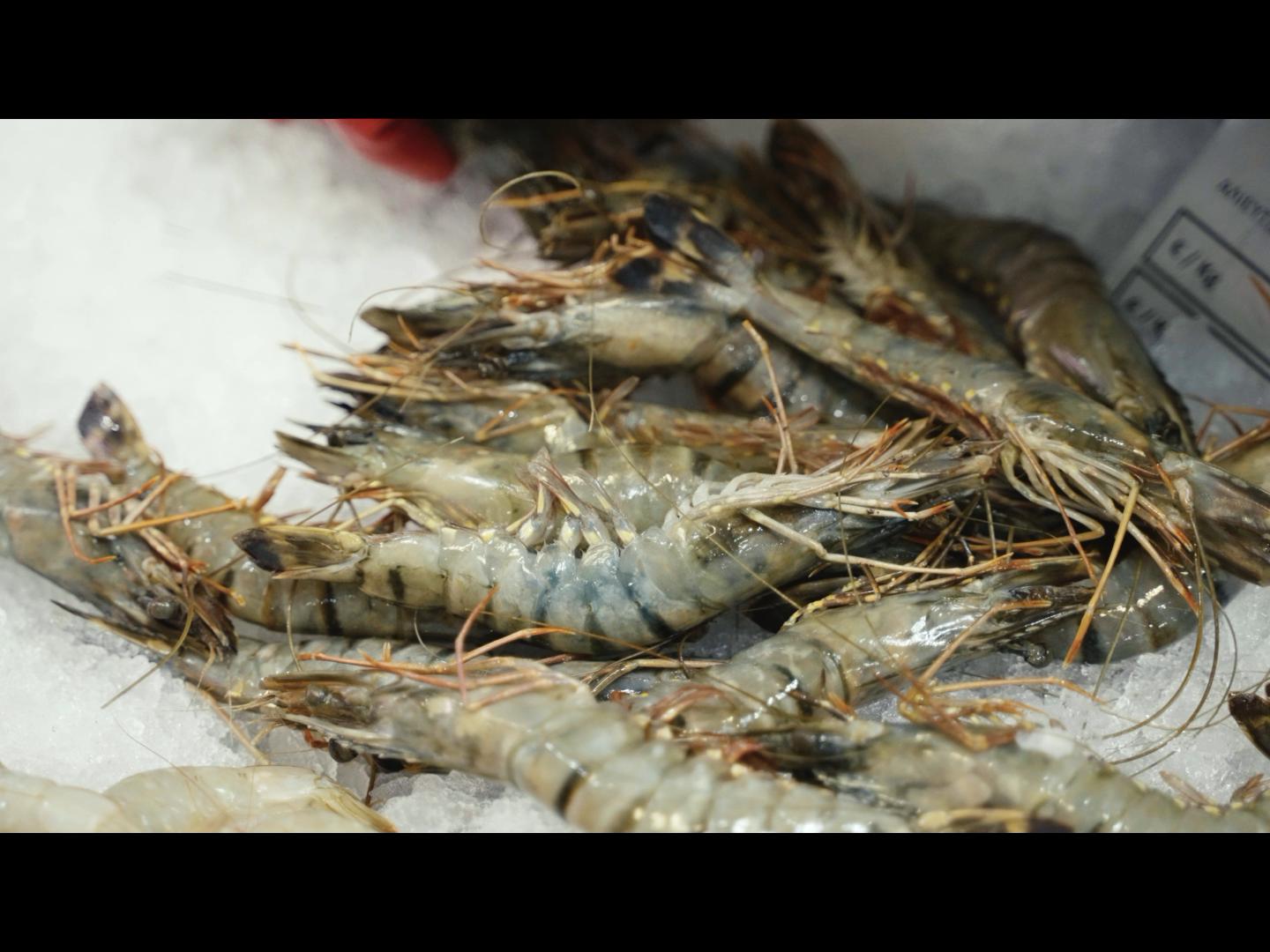 Fresh Water Prawn Mauritius